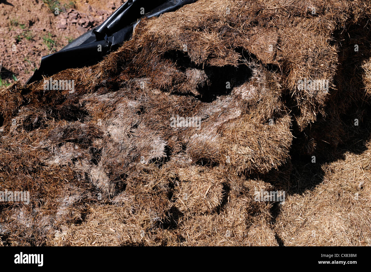 bad rot rotten rotted animal feed mouldy mould spoilage spoil spoiled ...