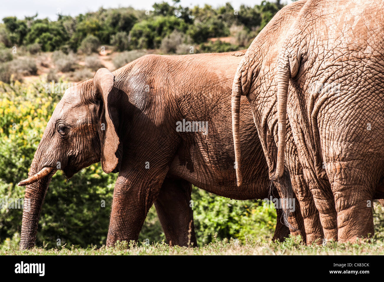 Back of elephants hi-res stock photography and images - Alamy