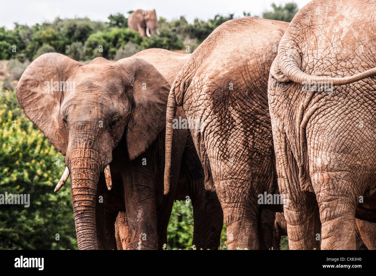 Back of elephants hi-res stock photography and images - Alamy