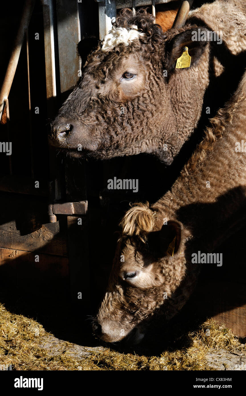bullock cows indoors winter cattle shed feedlot agriculture eating ...