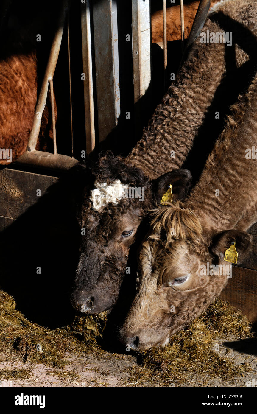 bullock cows indoors winter cattle shed feedlot agriculture eating ...