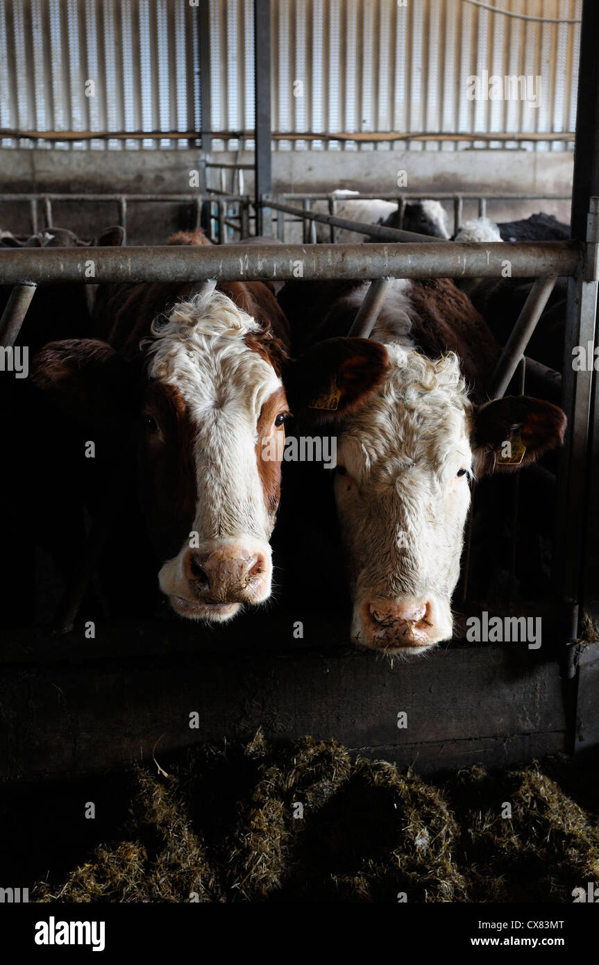 bullock cows indoors winter cattle shed feedlot agriculture eating ...