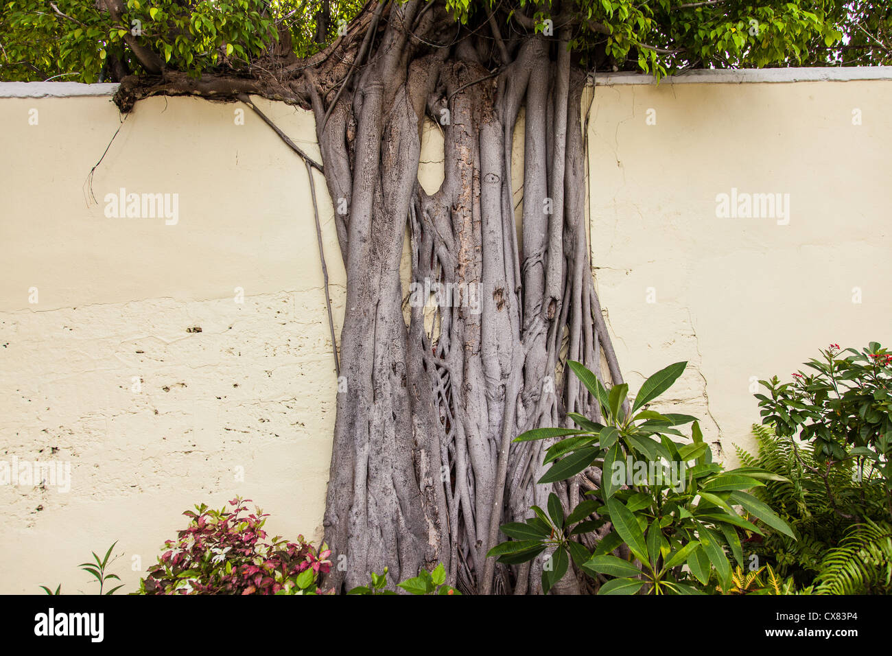 A banyan tree consumes a wall in Nassau , Bahamas Stock Photo - Alamy