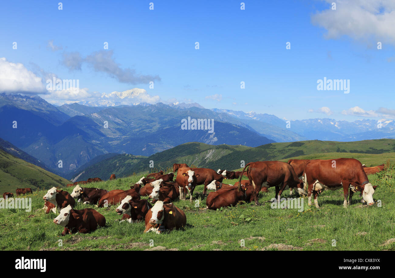 Cows grazing at high altitude in The Alps with Mont Blanc massif in the ...