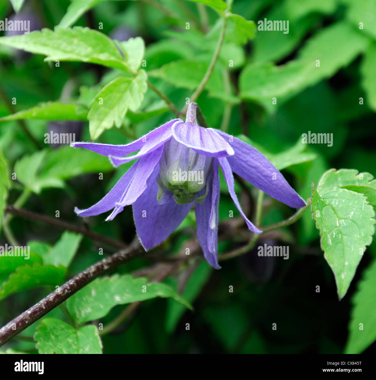Spring flowering clematis hi-res stock photography and images - Alamy