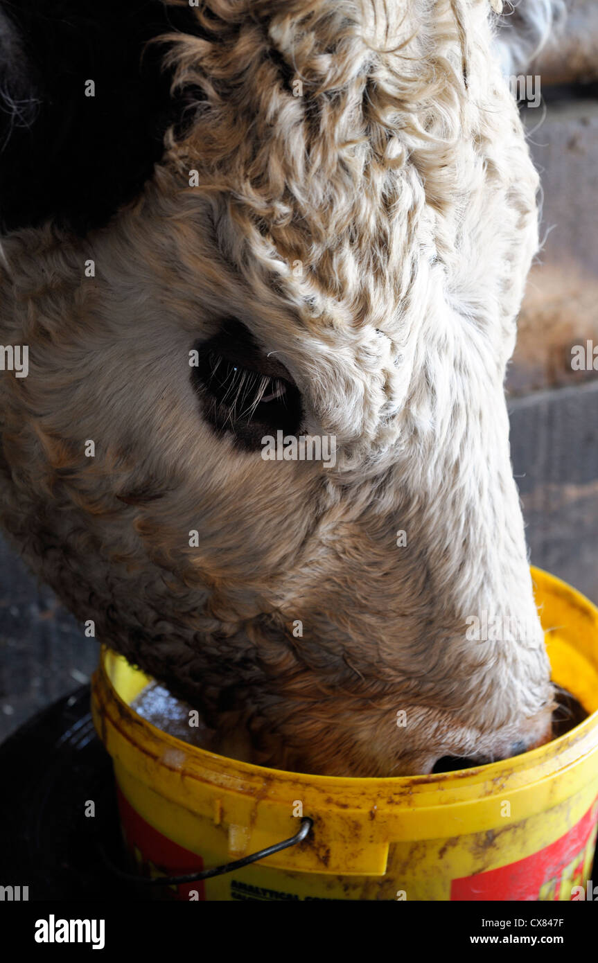 cow feed feeding salt mineral block lick licking Stock Photo - Alamy