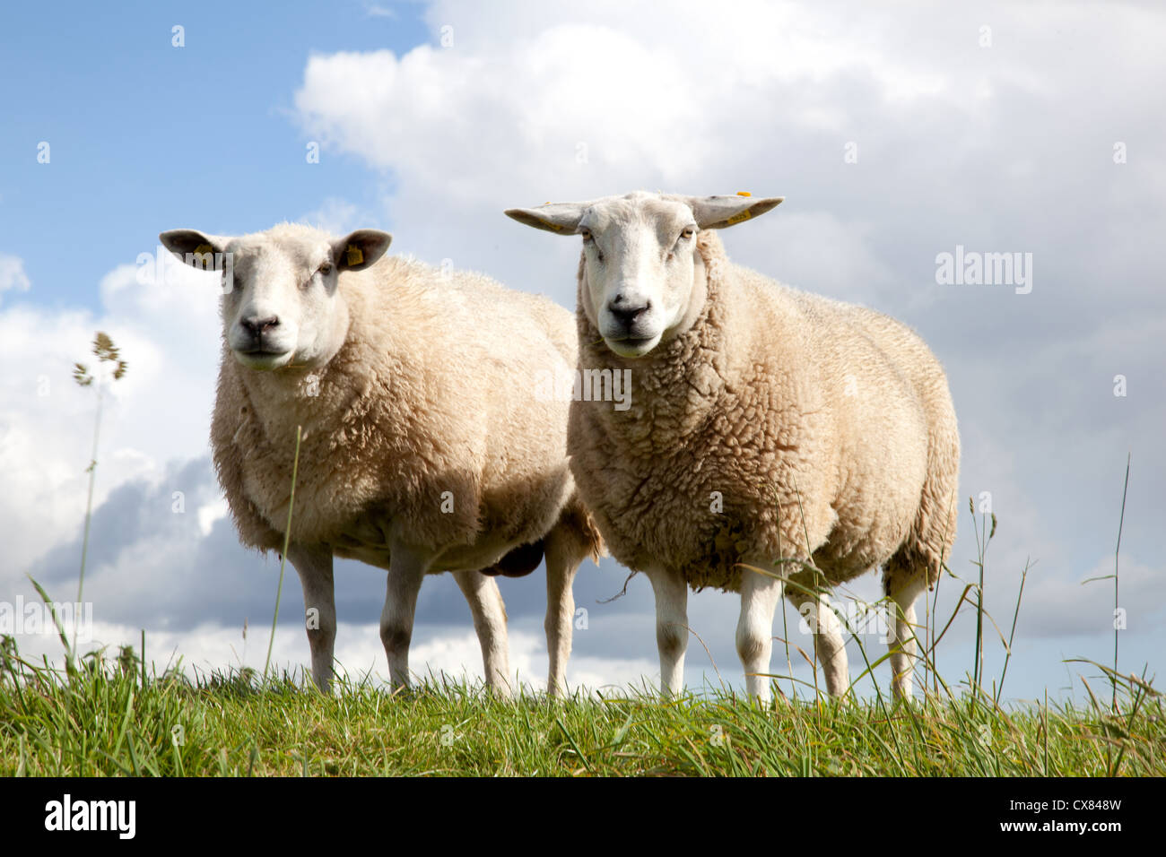 two sheepstanding symmetrically in the grass Stock Photo - Alamy