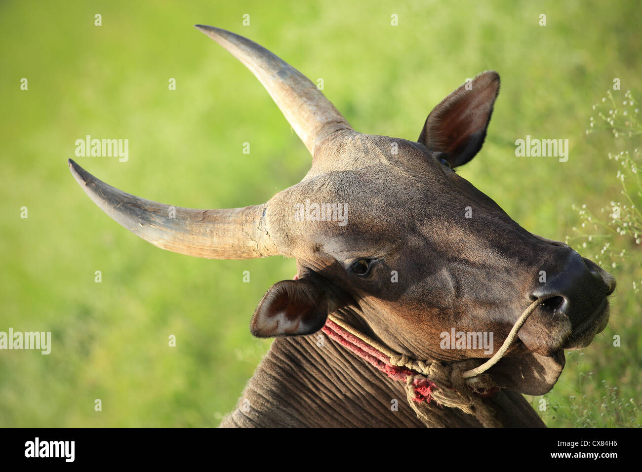 Indian ox zebu bos primigenius hi-res stock photography and images - Alamy