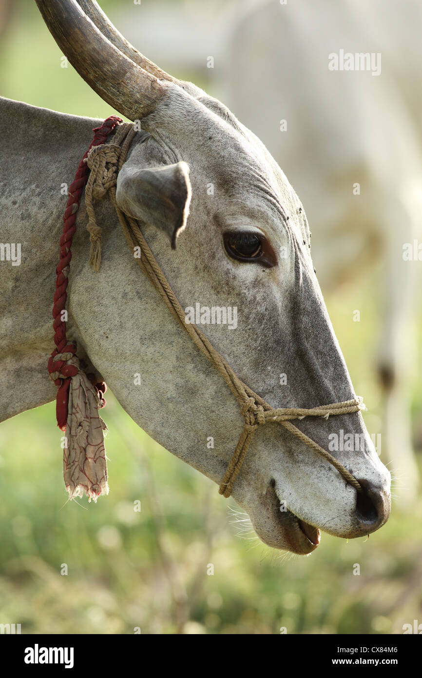 Zebus hi-res stock photography and images - Alamy