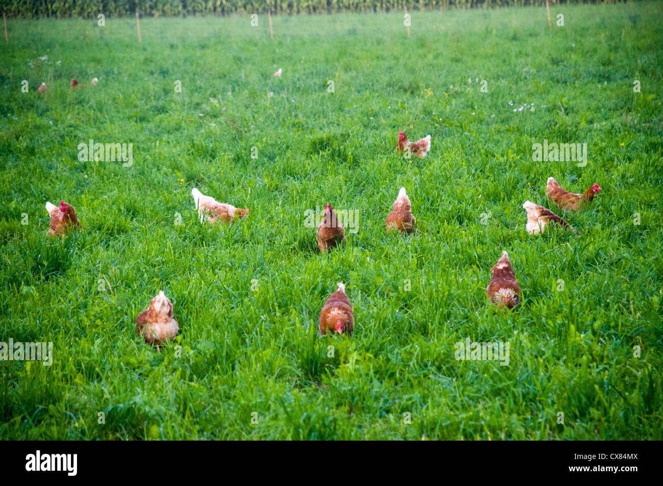 Flock of domestic Free-range chickens (Gallus sp.) feeding in a farm ...