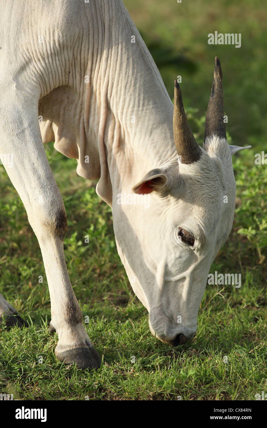 Herd indian zebus pradesh south hi-res stock photography and images - Alamy
