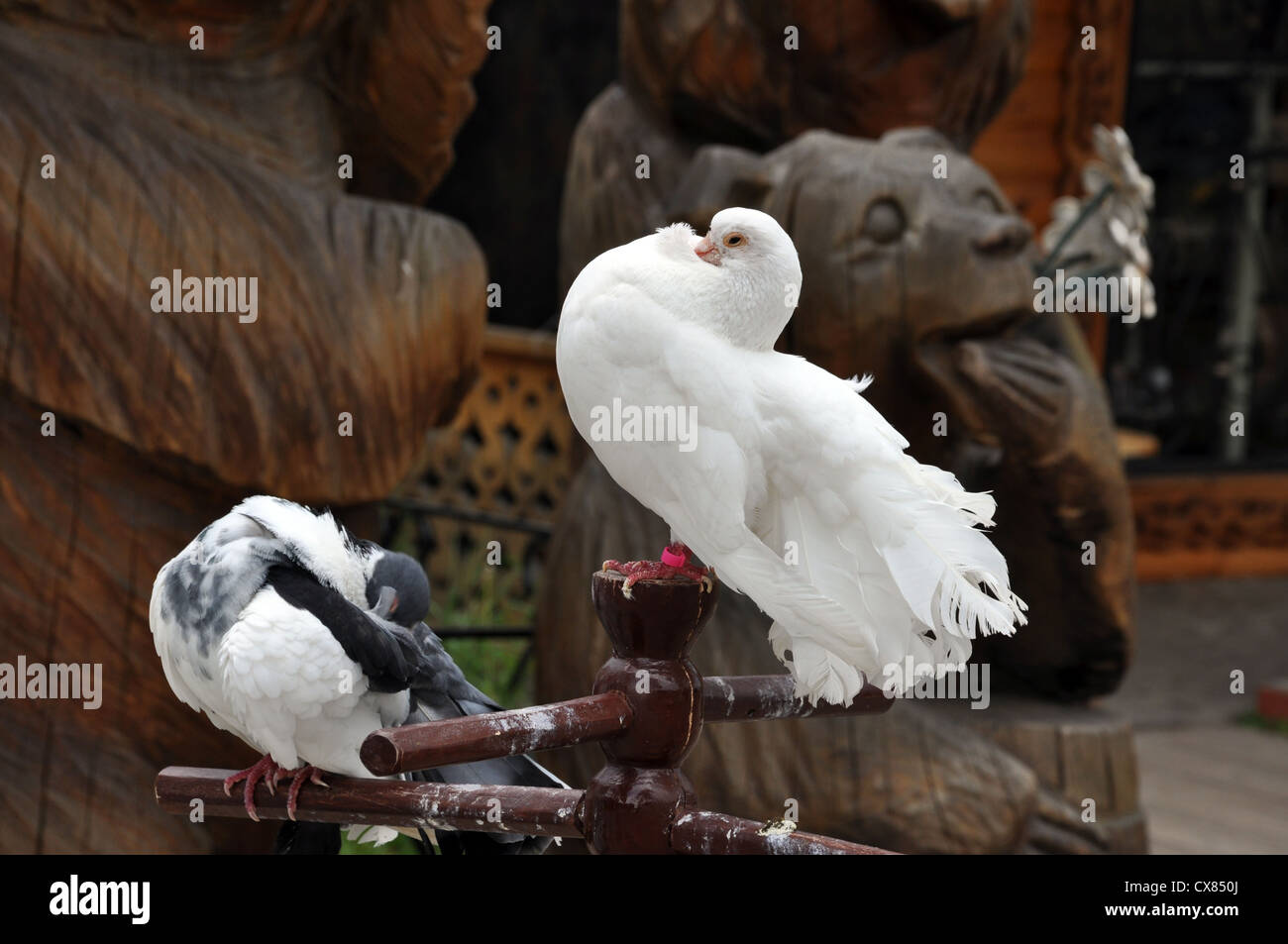 Two sleeping doves Stock Photo - Alamy