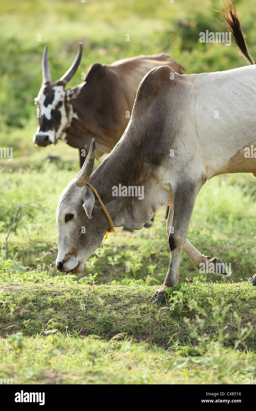 Indian ox zebu bos primigenius hi-res stock photography and images - Alamy