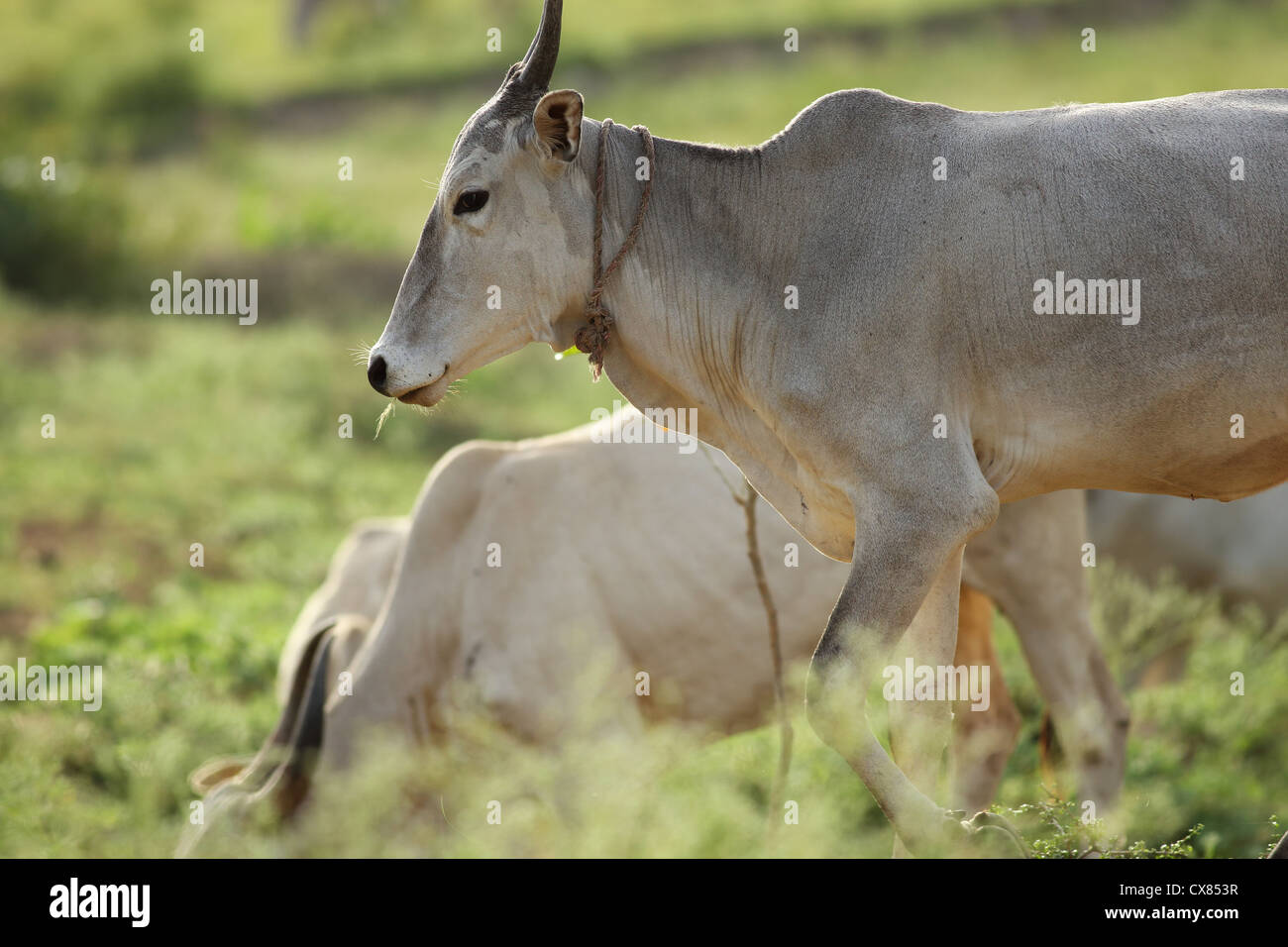 Indian zebus hi-res stock photography and images - Alamy