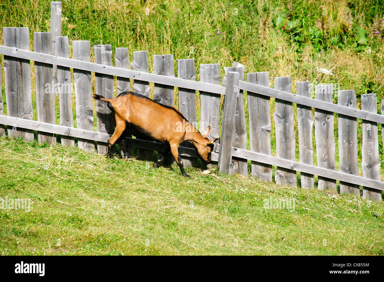 Domestic pygmy goat hi-res stock photography and images - Alamy