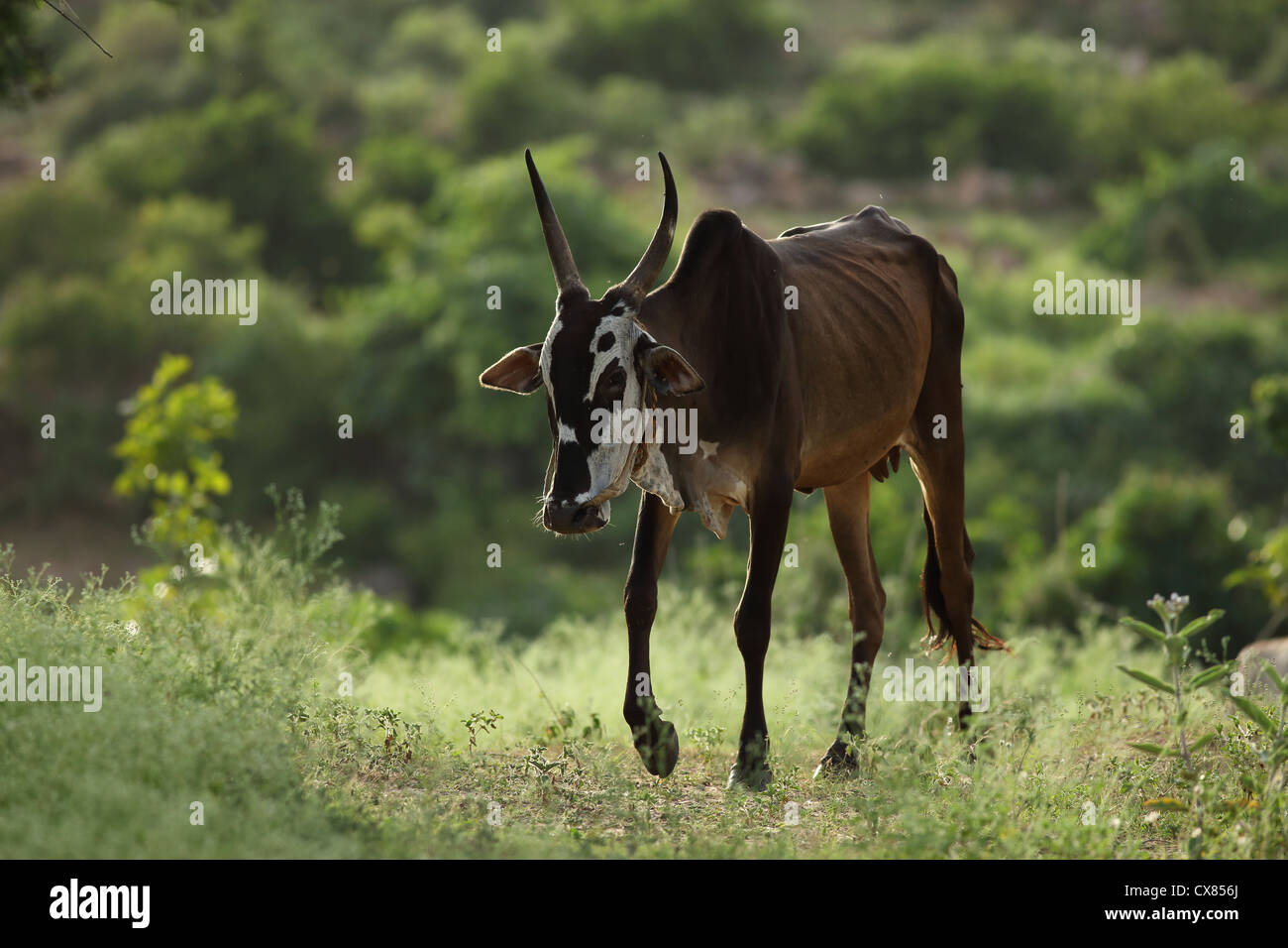 Indian zebu Andhra Pradesh South India Stock Photo - Alamy