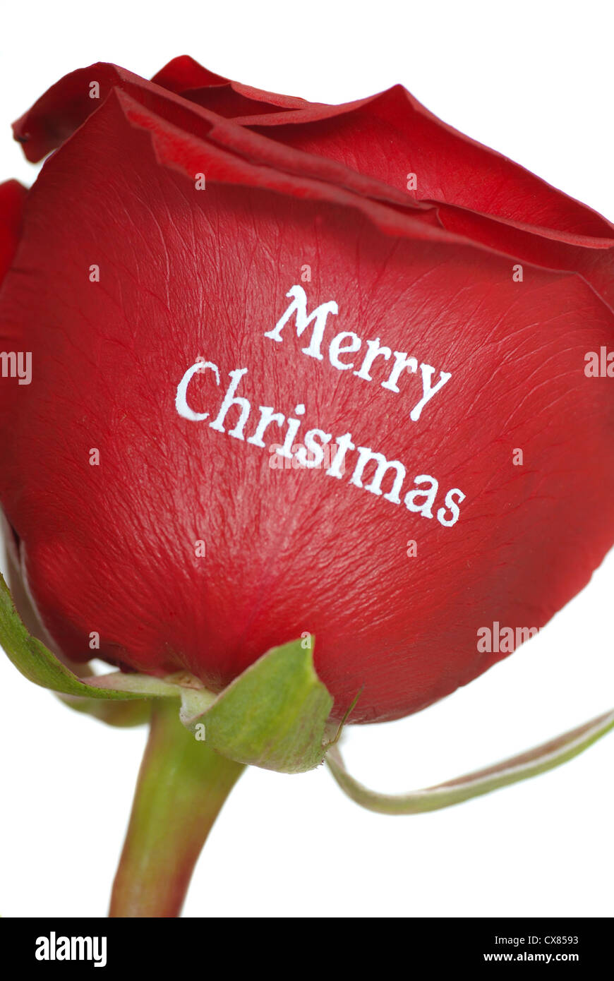 Beautiful Red Rose with Merry Christmas written on it isolation on ...