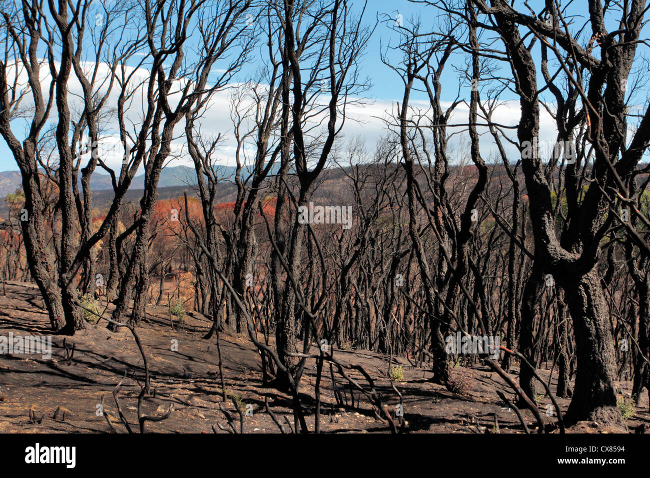 Burnt Trees