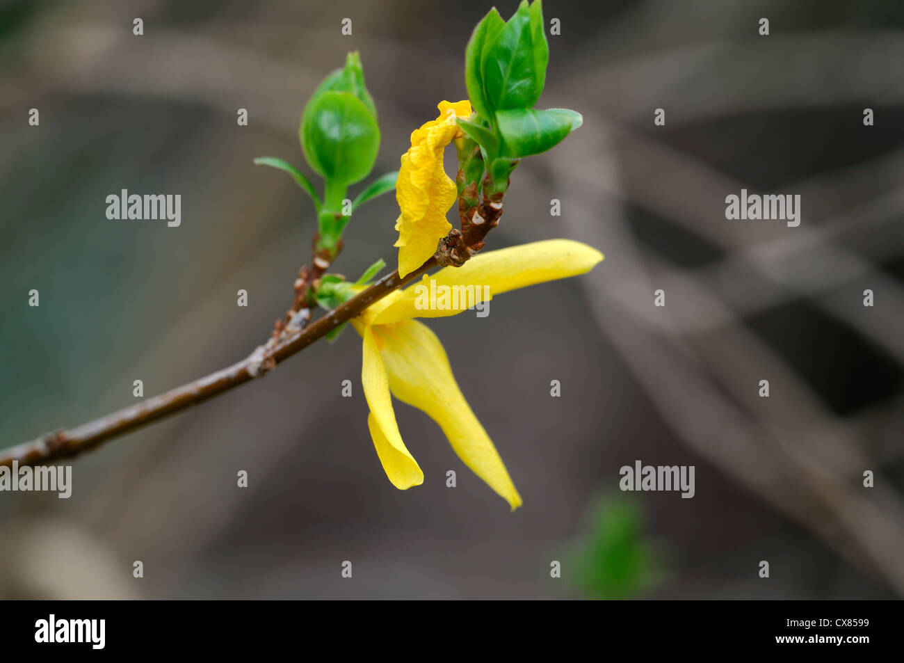 forsythia intermedia spectabilis spring plant portraits closeup flowers ...