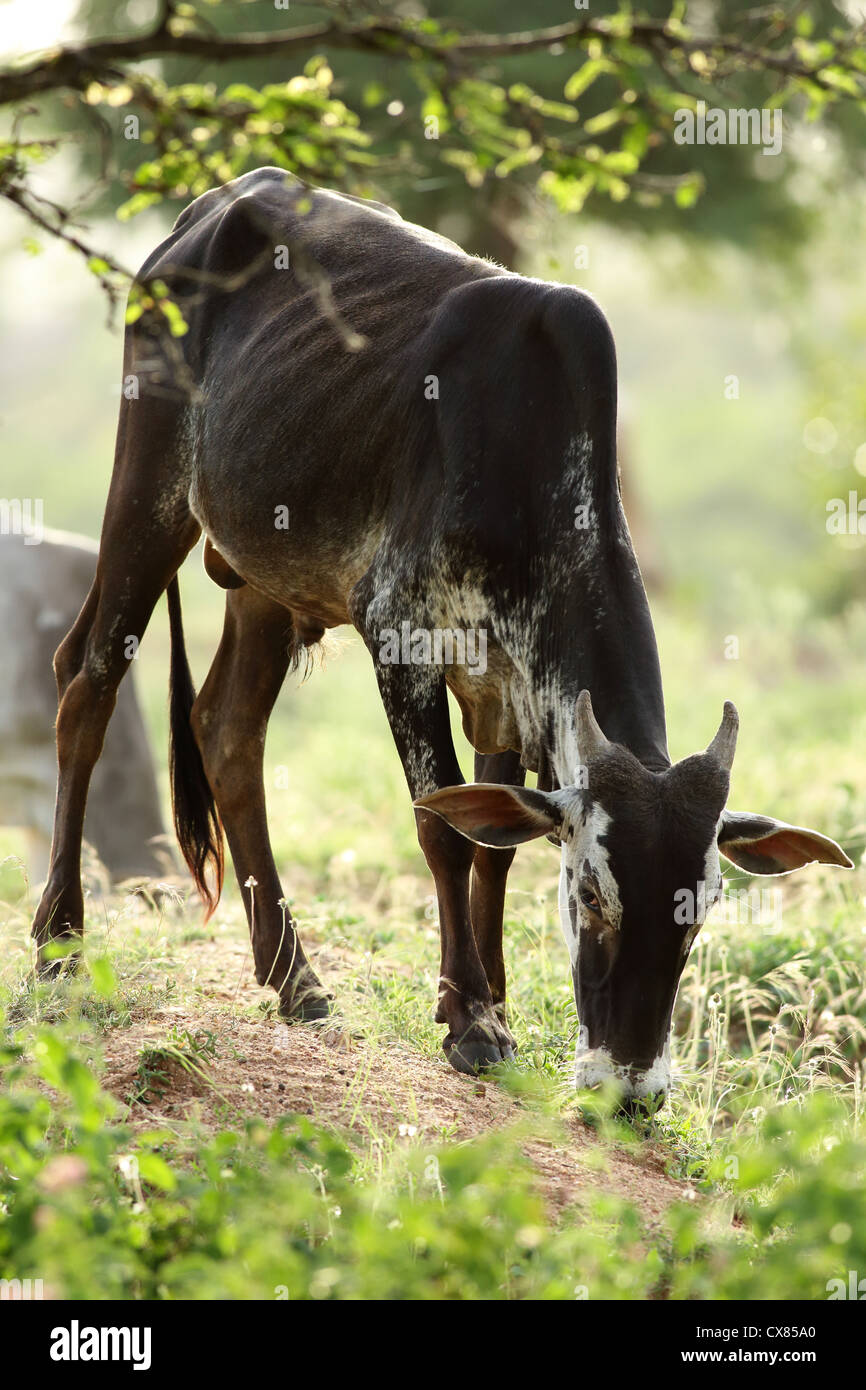 Zebus hi-res stock photography and images - Alamy