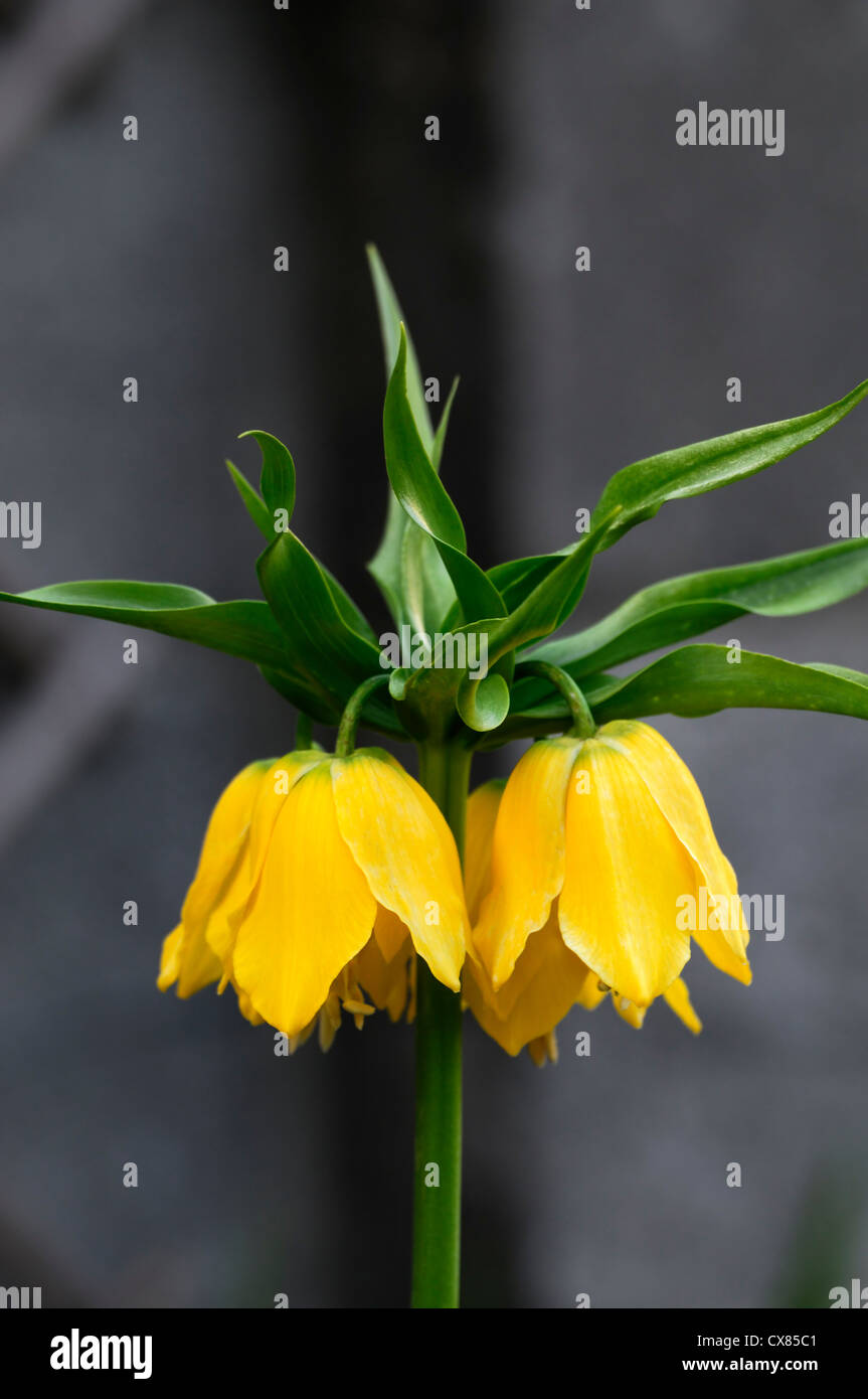 April máxima hi-res stock photography and images - Alamy