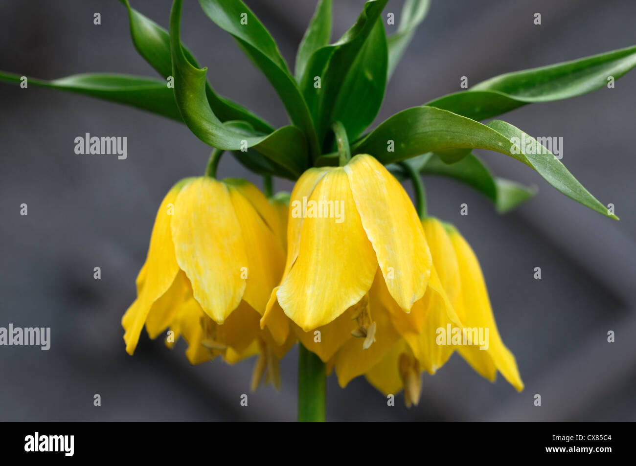 April máxima hi-res stock photography and images - Alamy