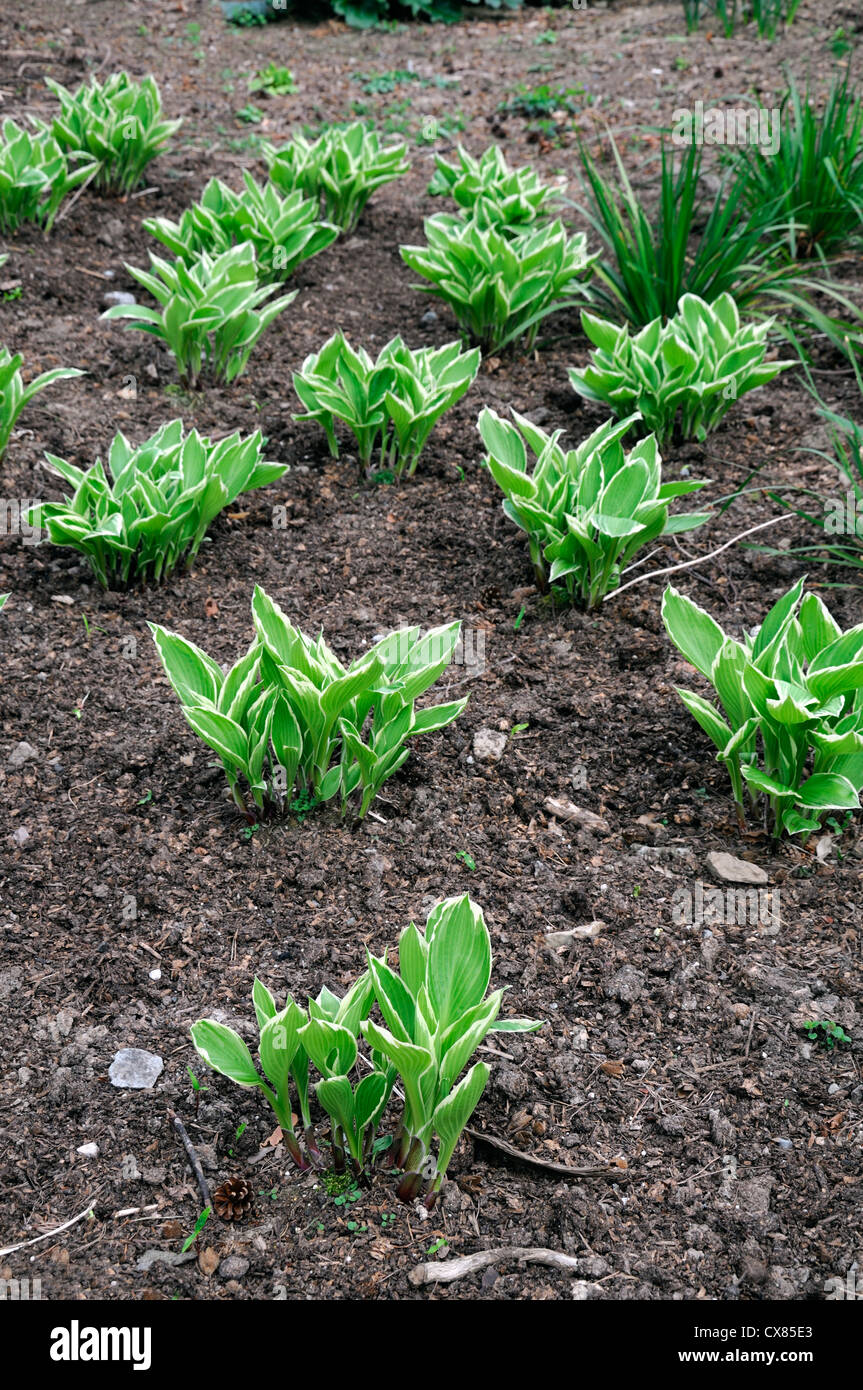 variegated hosta foliage lime leaves early spring Stock Photo - Alamy