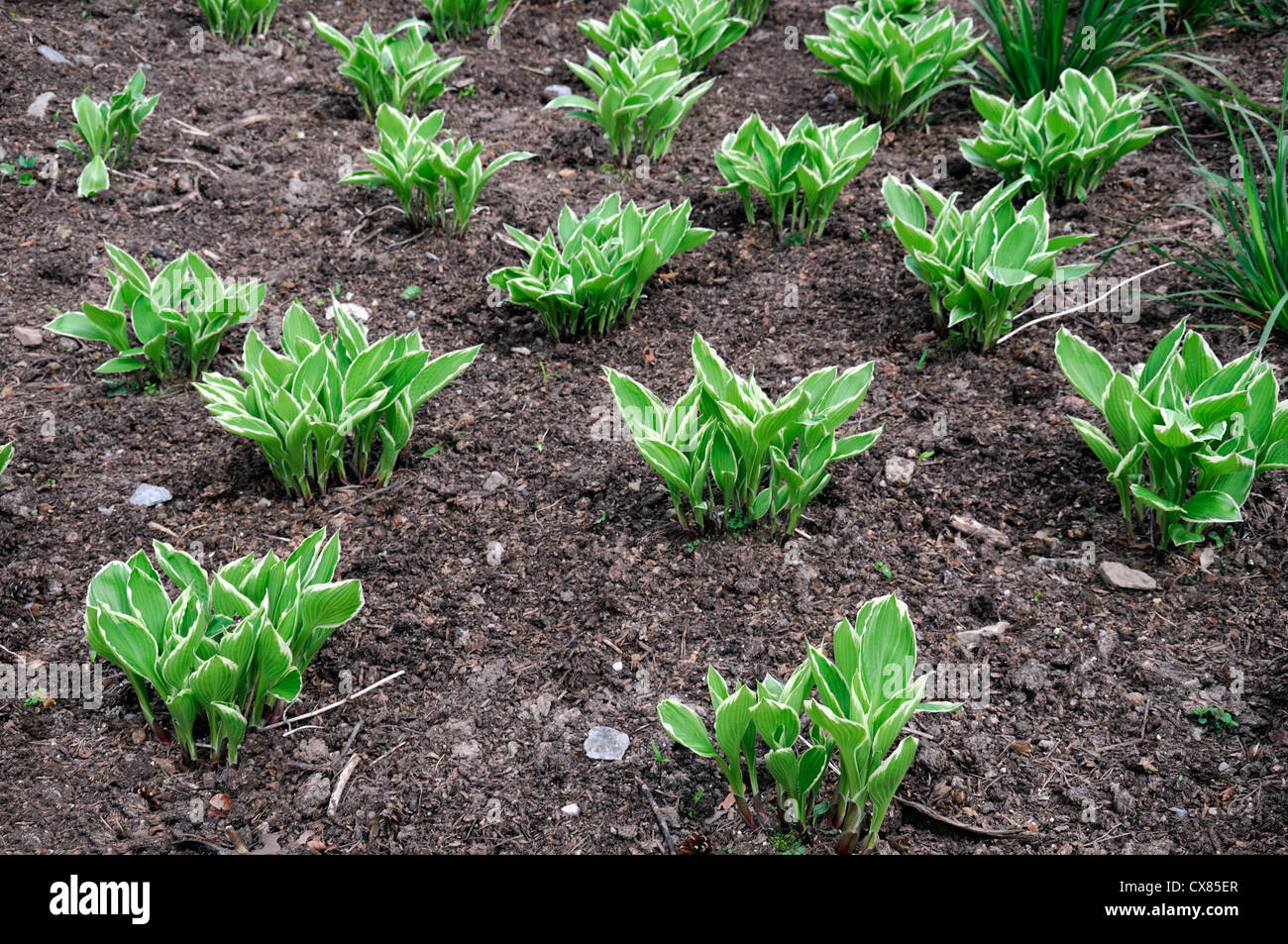 variegated hosta foliage lime leaves early spring Stock Photo - Alamy