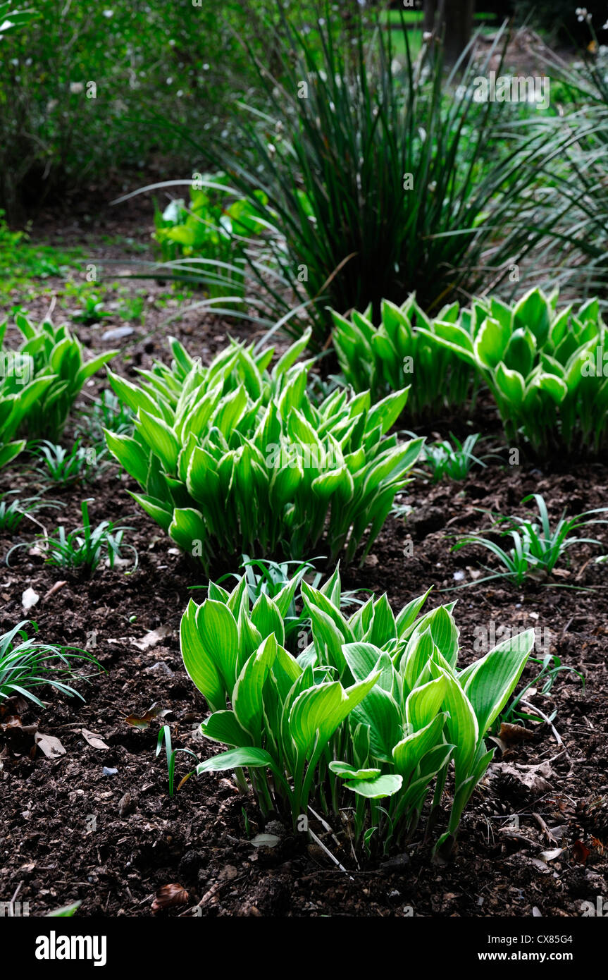 variegated hosta foliage lime leaves early spring Stock Photo - Alamy