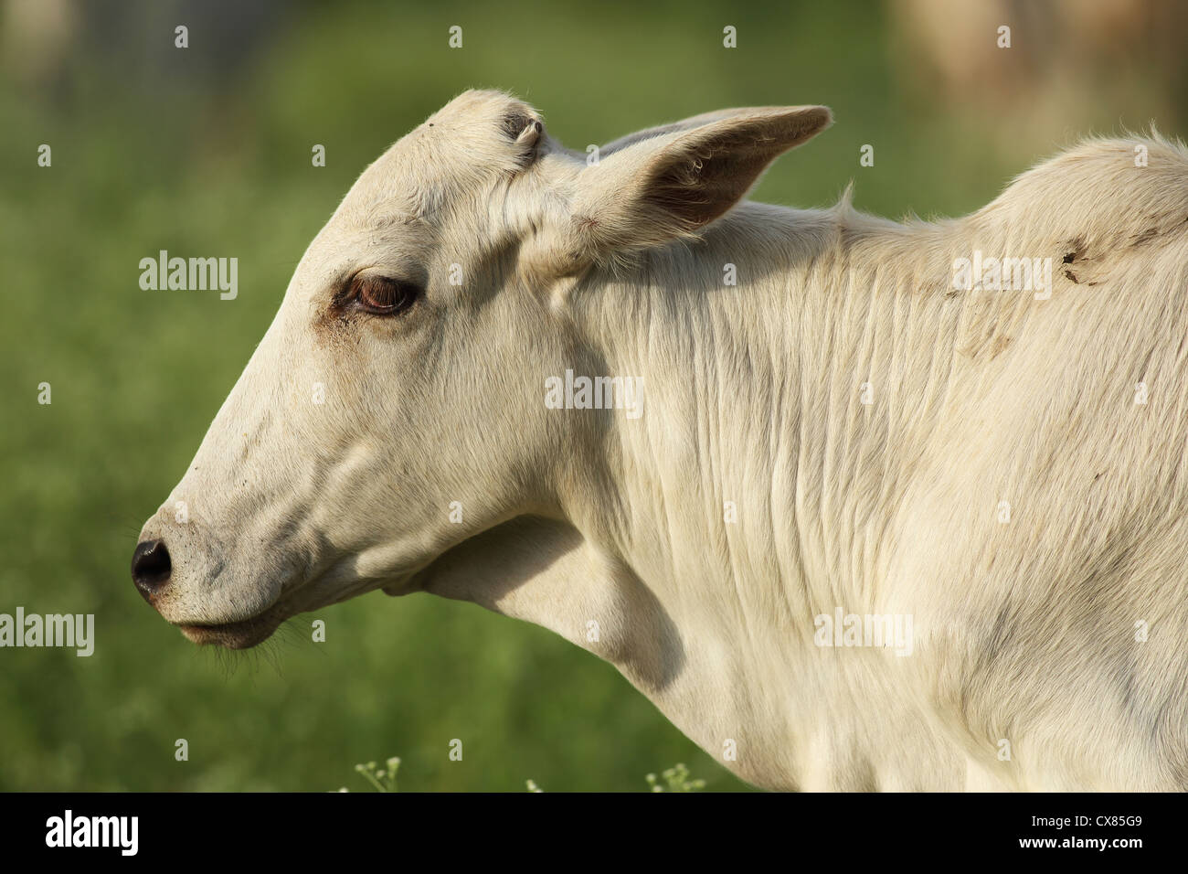 Indian zebu Andhra Pradesh South India Stock Photo - Alamy