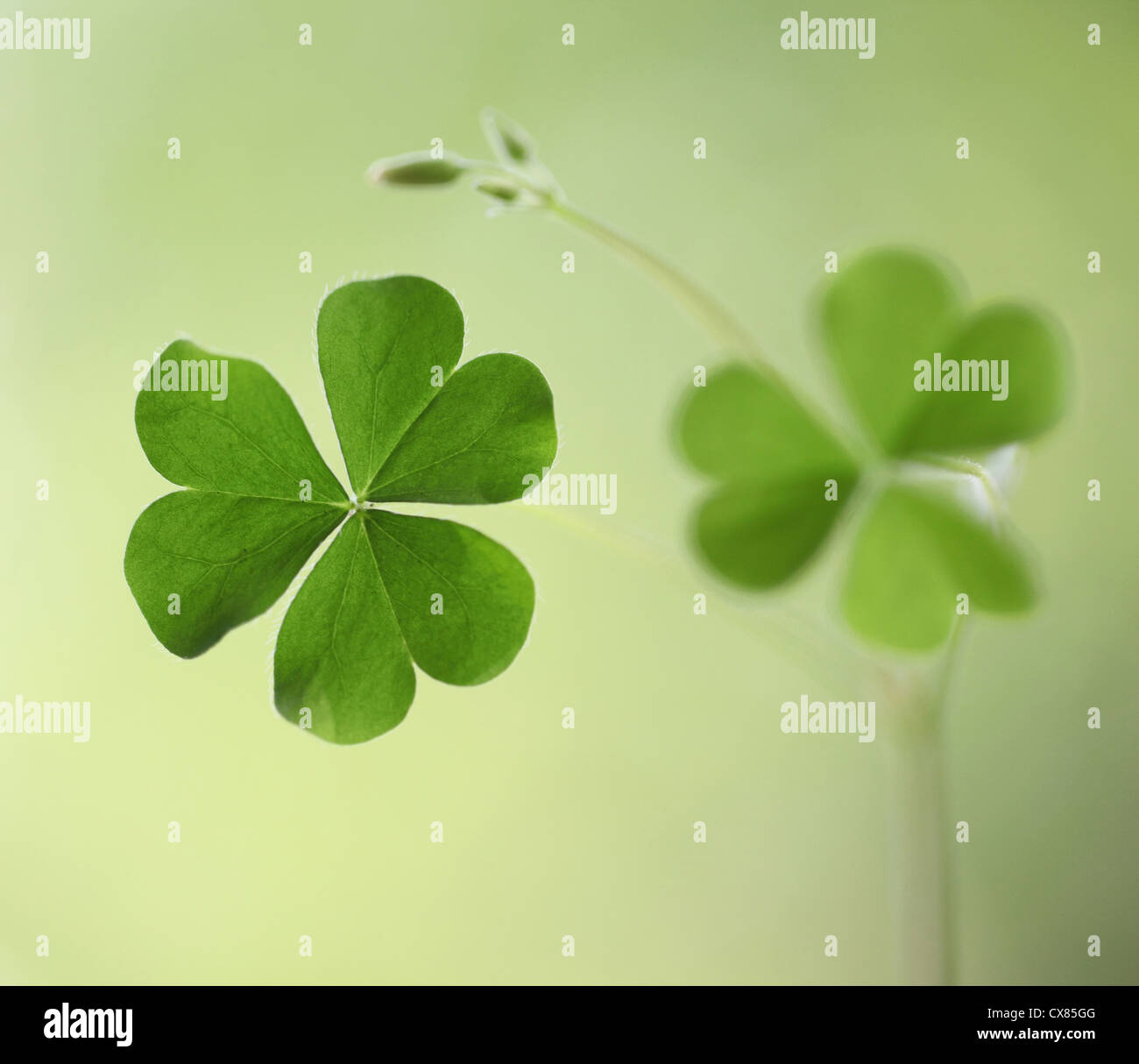 Three leaf clovers for backgrounds Stock Photo - Alamy