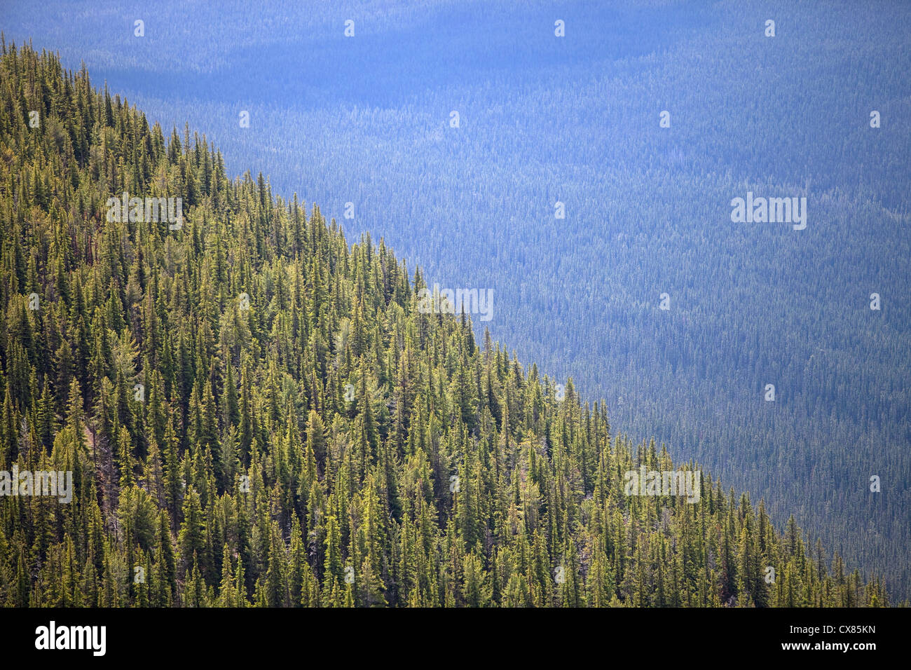 Coniferous Trees On Sulphur Mountain; Banff, Alberta, Canada Stock ...