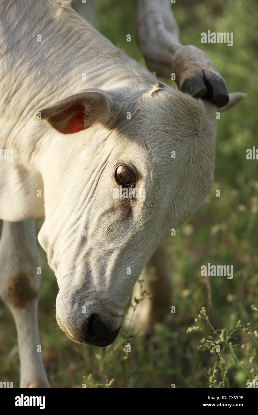 Indian zebu Andhra Pradesh South India Stock Photo - Alamy