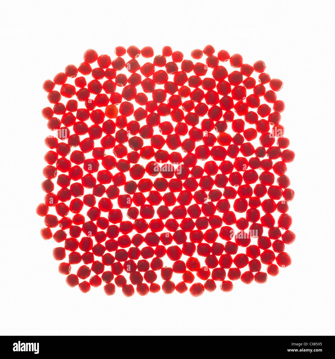Red Berries In A Circle On A White Background Stock Photo - Alamy
