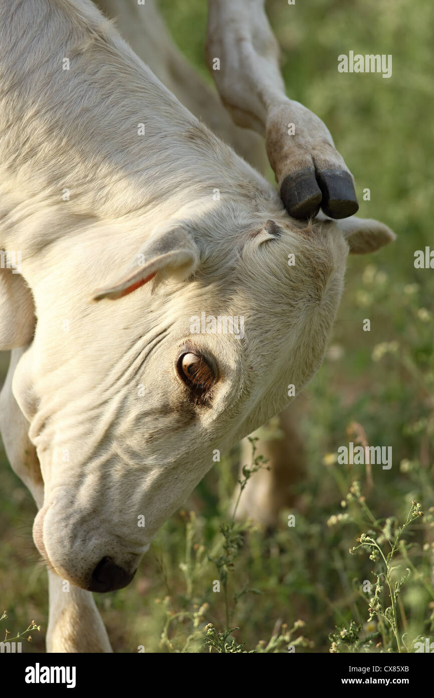 Indian zebu Andhra Pradesh South India Stock Photo - Alamy