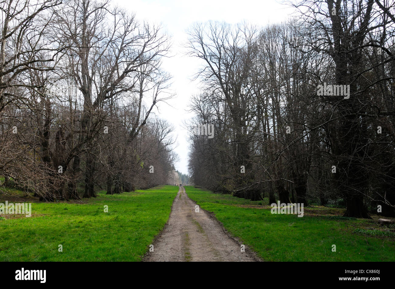 lime tree walk line lined path pathway early spring kilruderry house ...