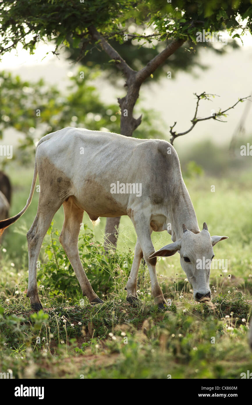 Indian animals hi-res stock photography and images - Alamy