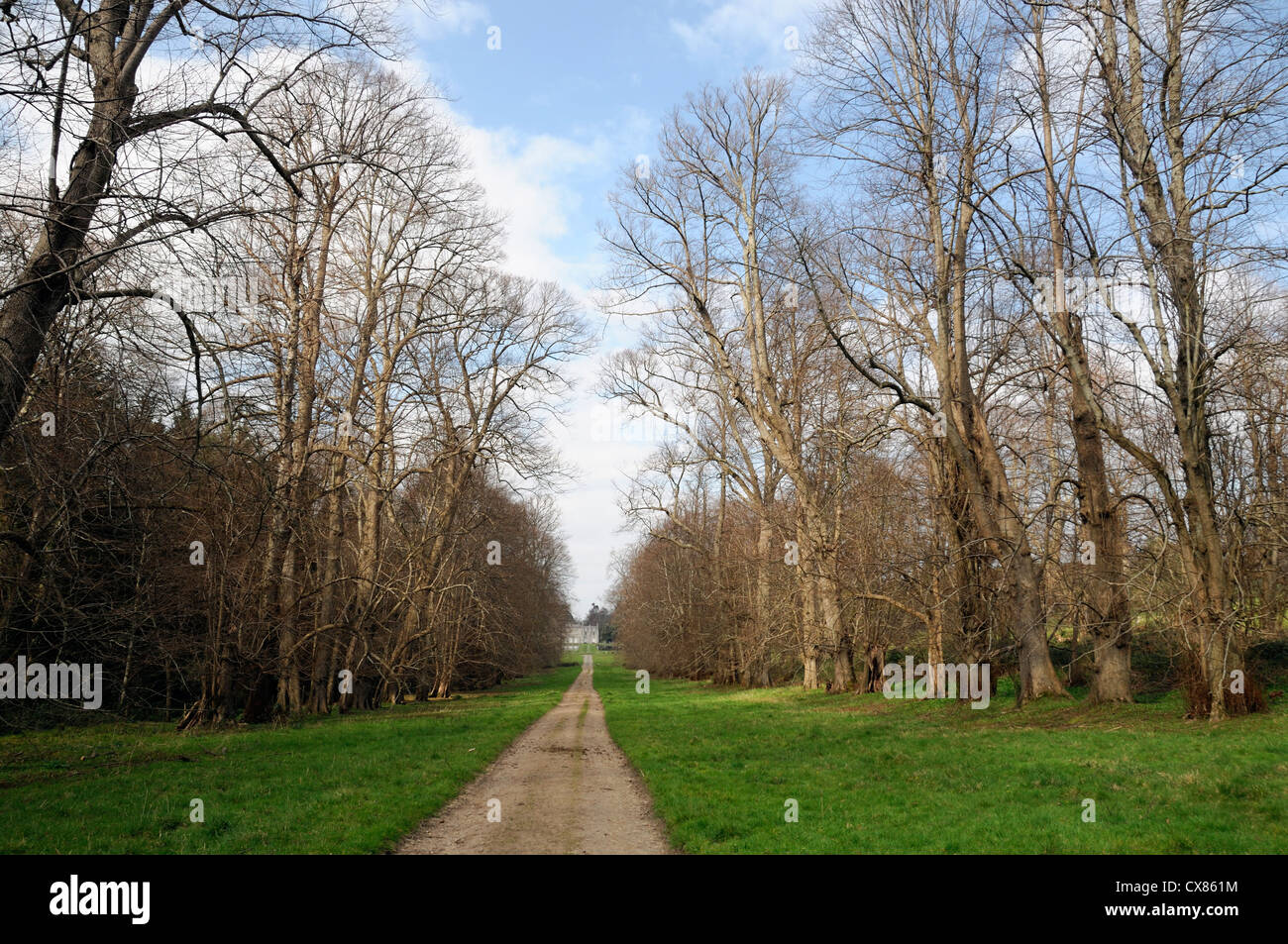 lime tree walk line lined path pathway early spring kilruderry house ...