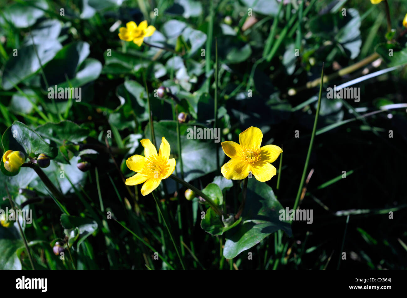 marsh marigold Caltha palustris kingcup yellow flower spring wetland ...
