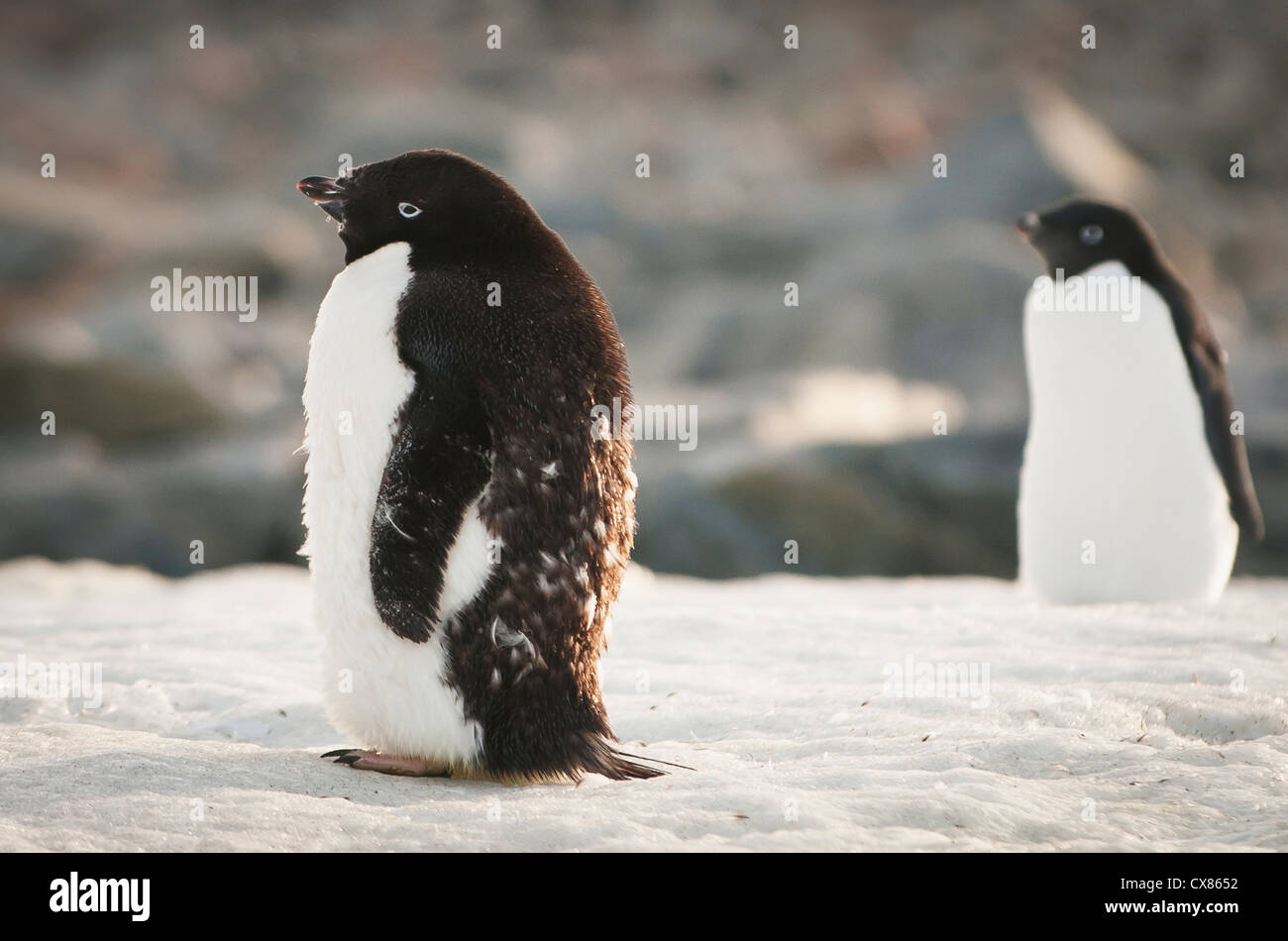 Adelie Penguin (Pygoscelis Adeliae); Antarctica Stock Photo - Alamy