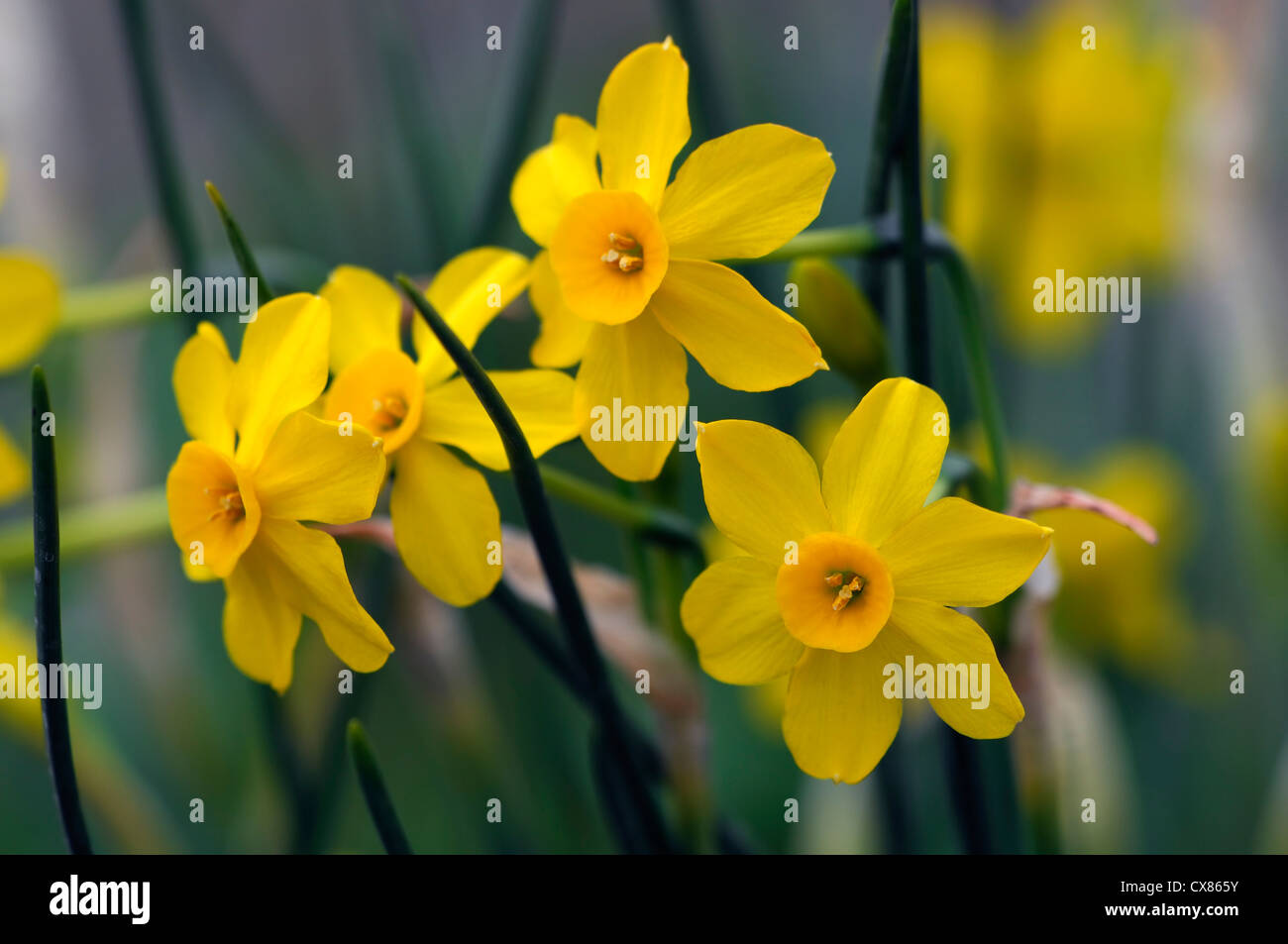 narcissus baby moon daffodil yellow flowers jonquilla jonquil spring ...