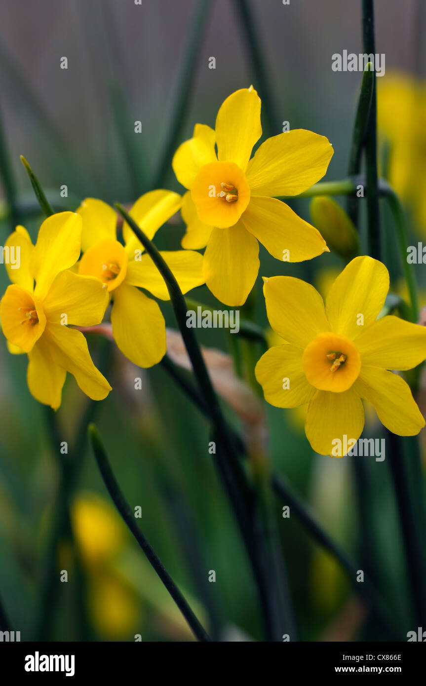 narcissus baby moon daffodil yellow flowers jonquilla jonquil spring ...