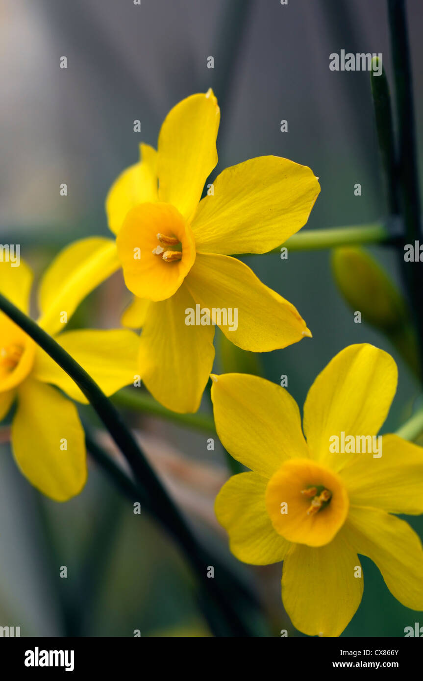 narcissus baby moon daffodil yellow flowers jonquilla jonquil spring ...