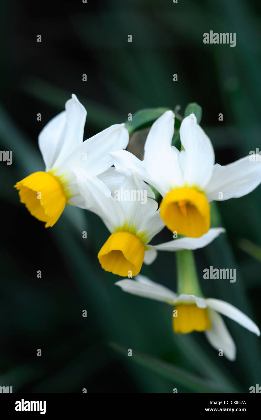 narcissus canaliculatus dwarf tazetta species white yellow daffodil ...