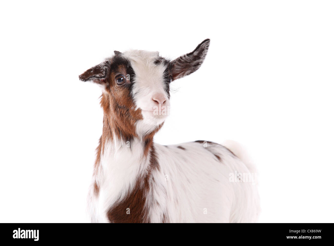 Piebald goats hi-res stock photography and images - Alamy