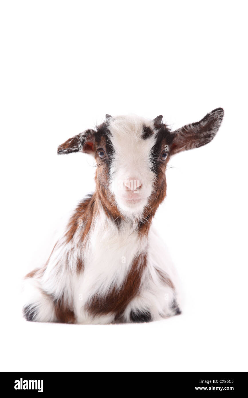 Piebald goats hi-res stock photography and images - Alamy