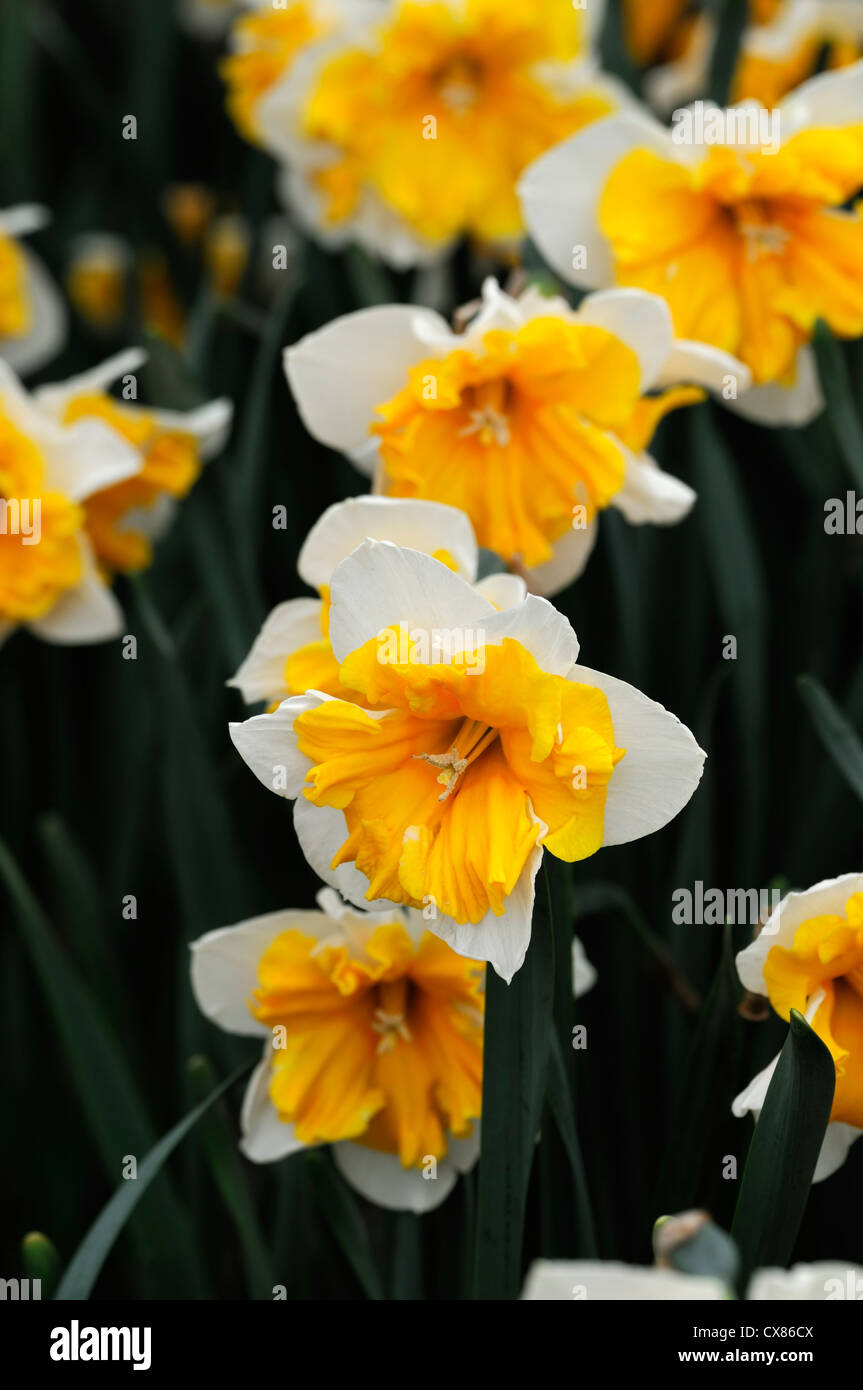 narcissus orangery split cupped corona orange yellow white plant ...