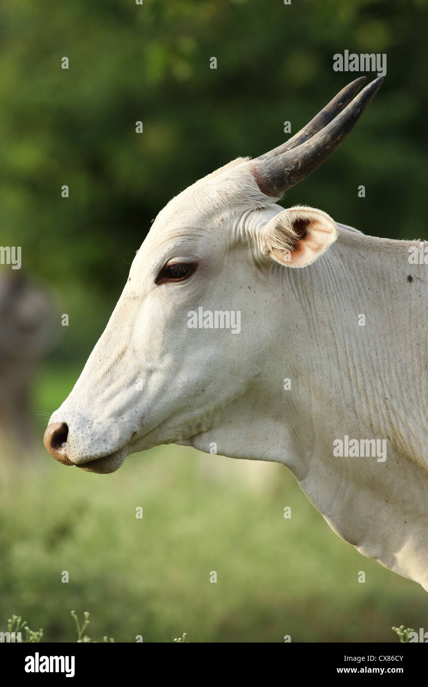 Bos Indicus Indian Zebu Humped Stock Photos & Bos Indicus Indian Zebu ...