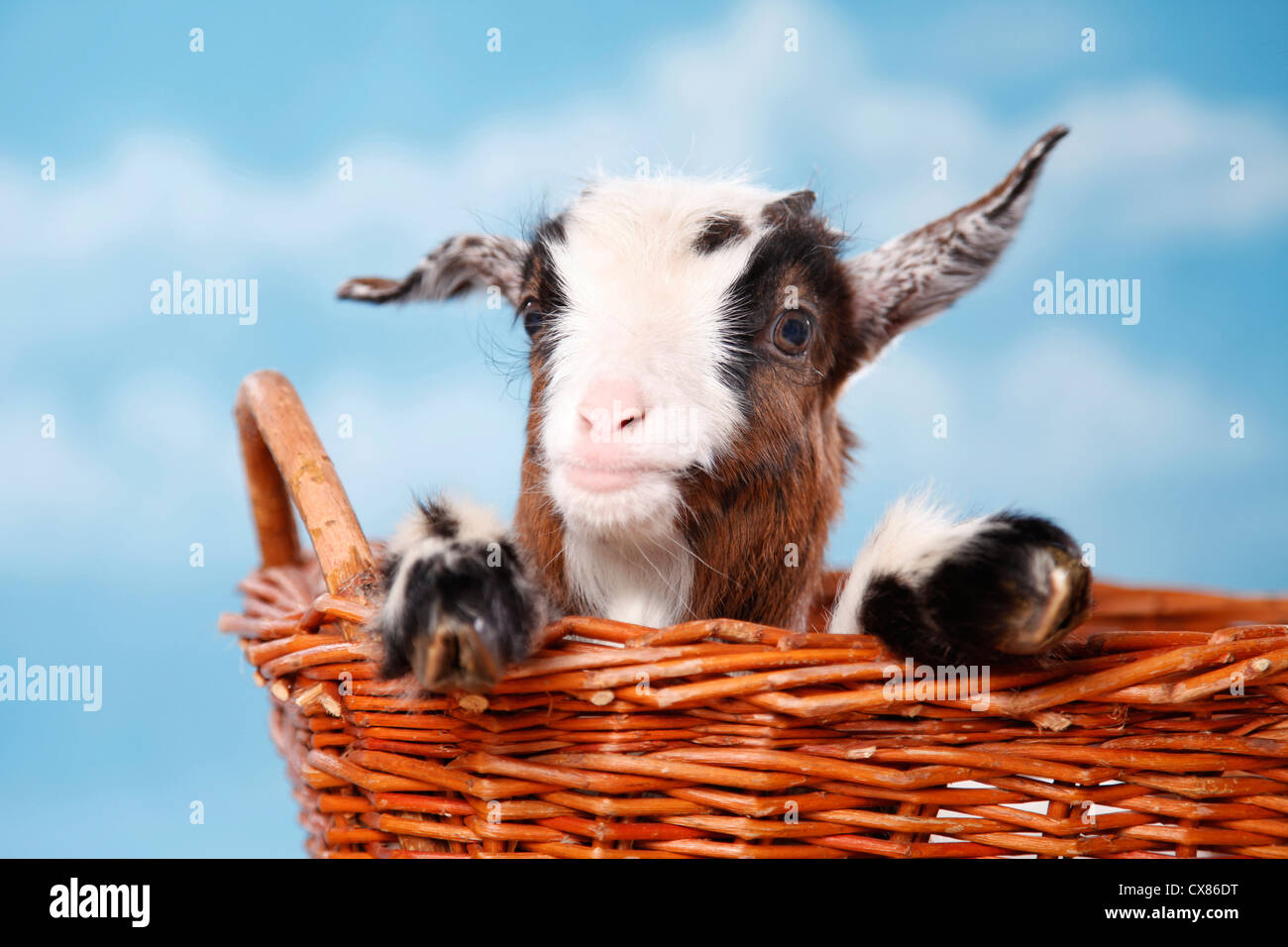 Piebald goats hi-res stock photography and images - Alamy