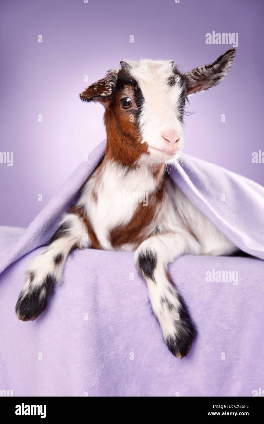 Piebald goats hi-res stock photography and images - Alamy